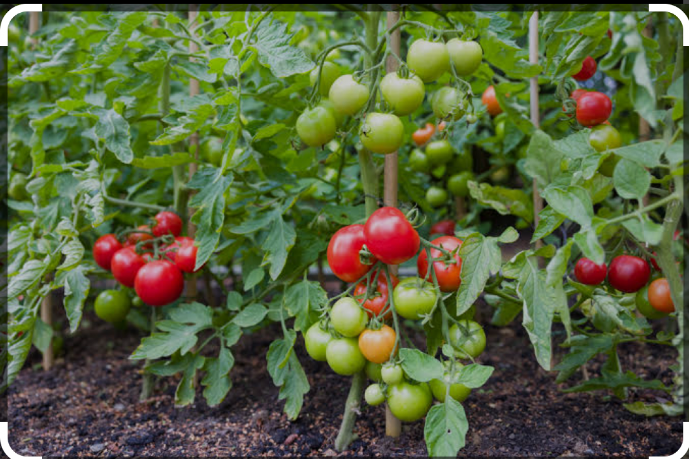 Local Farms Near Me | Suppliers & Delivery | Farmlovers